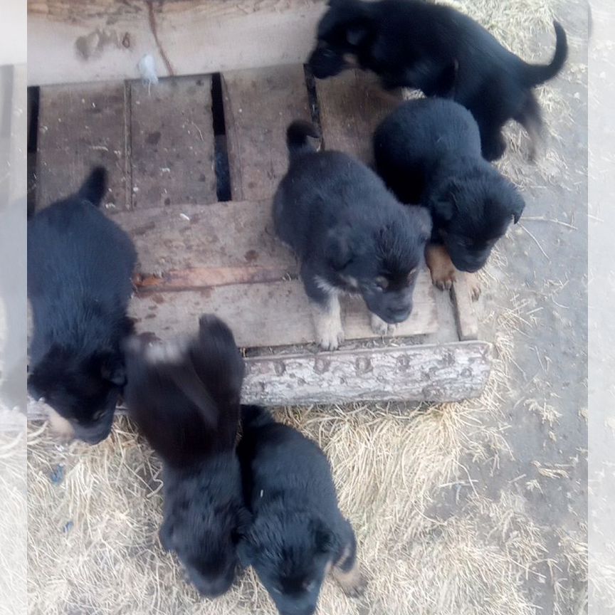 Продам щенят овчарки