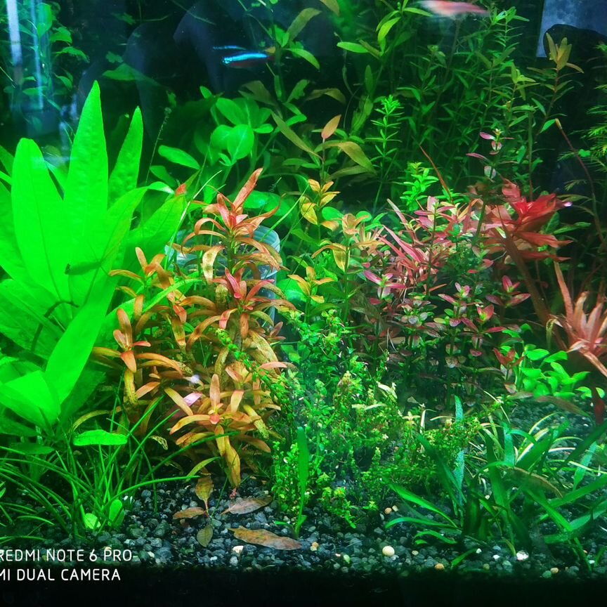 Аквариумные растения