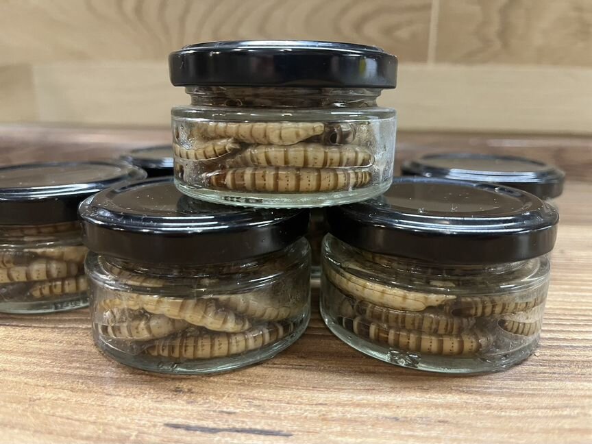 Зофобас консервированный 24 банки (одним лотом)