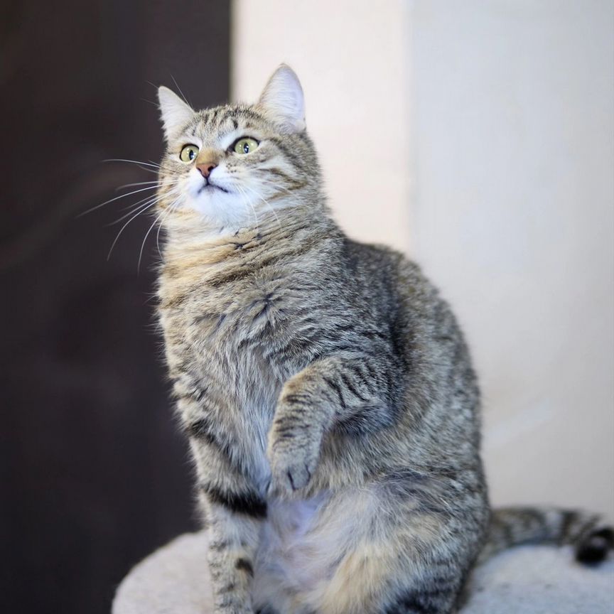 Кошка Пышка ищет дом