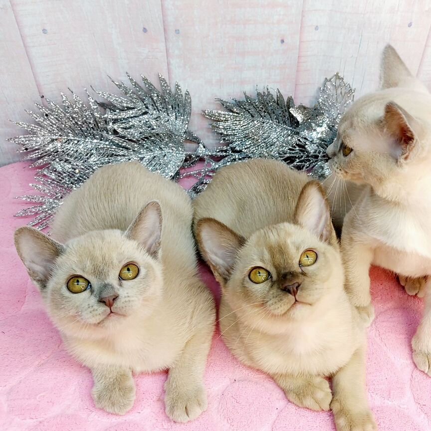 Бурмы к новому году