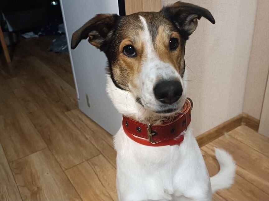 Чудо как хороша Собачка Лея