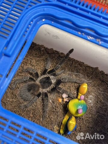 Паук Lasiodora parahybana