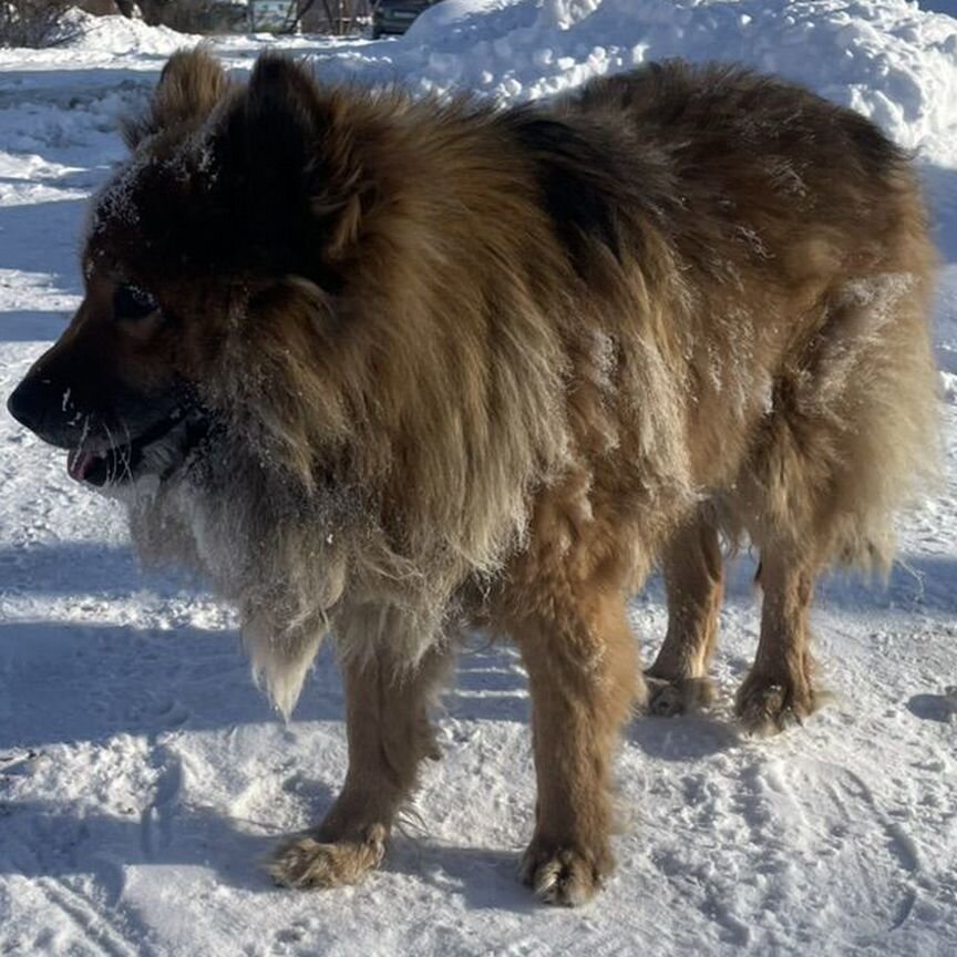 Взрослый пёс в добрые руки
