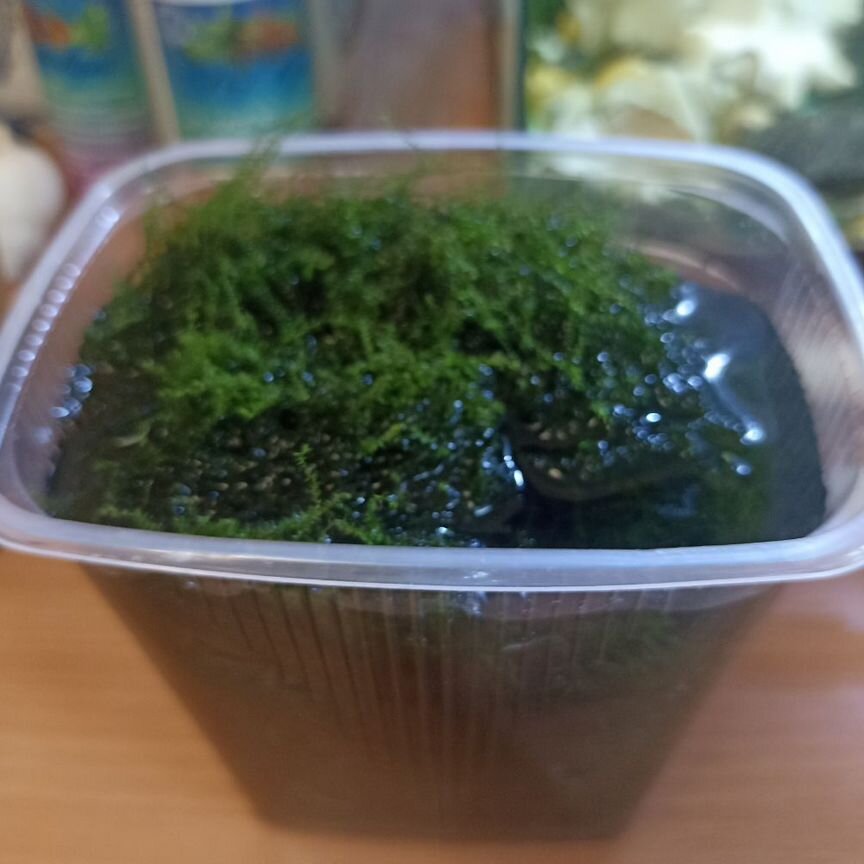 Яванский мох