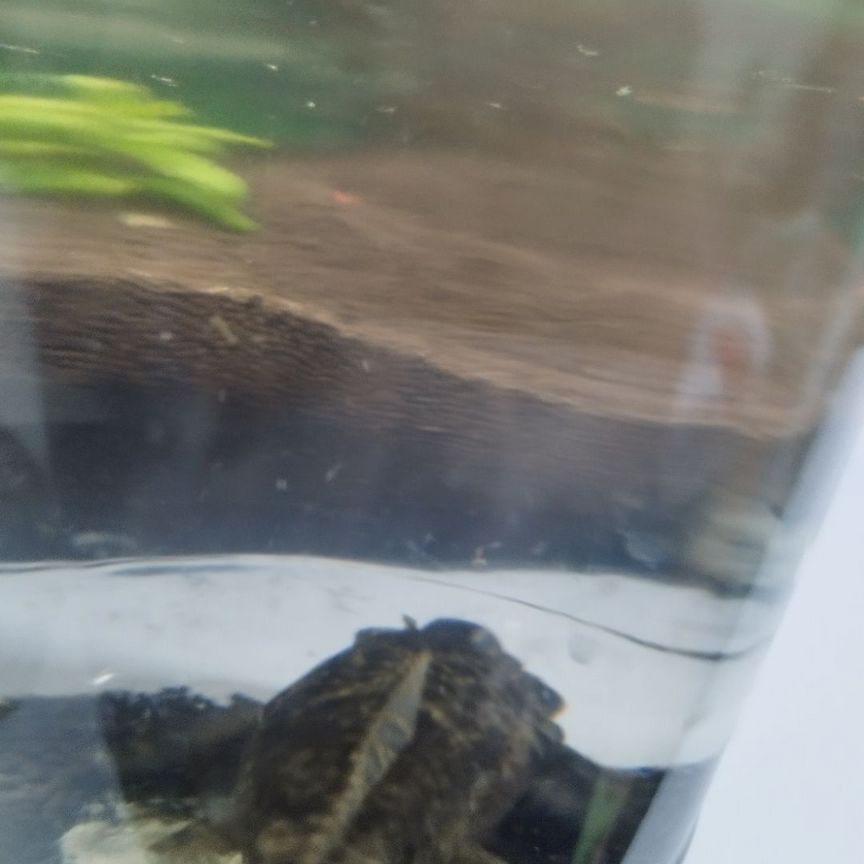 Сом в аквариум