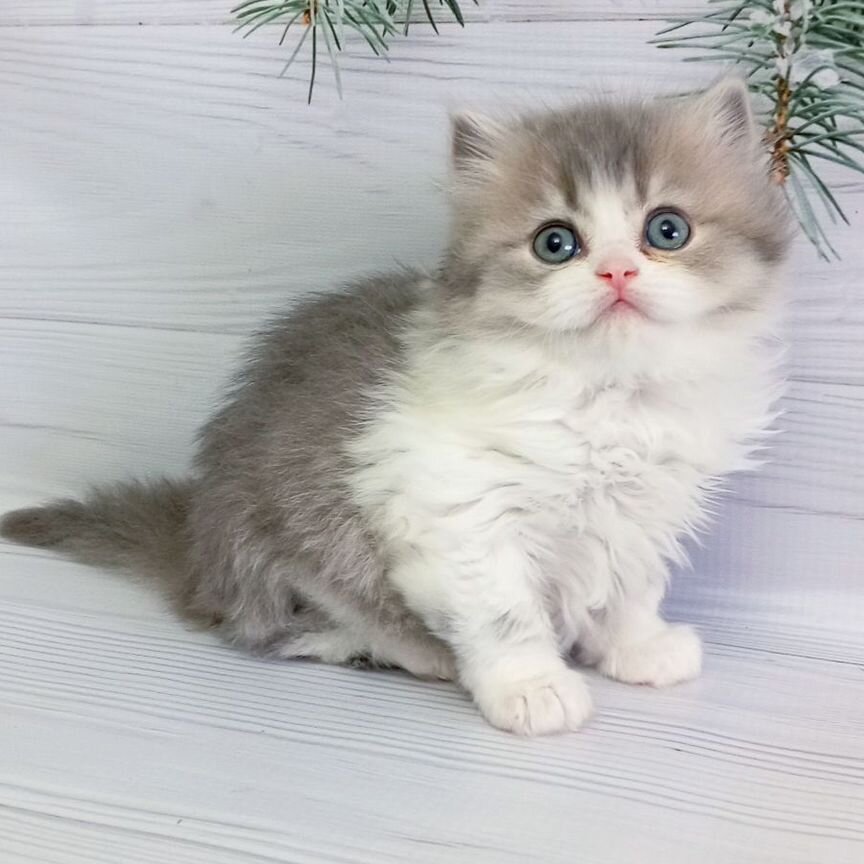 Шотландская хайленд страйт