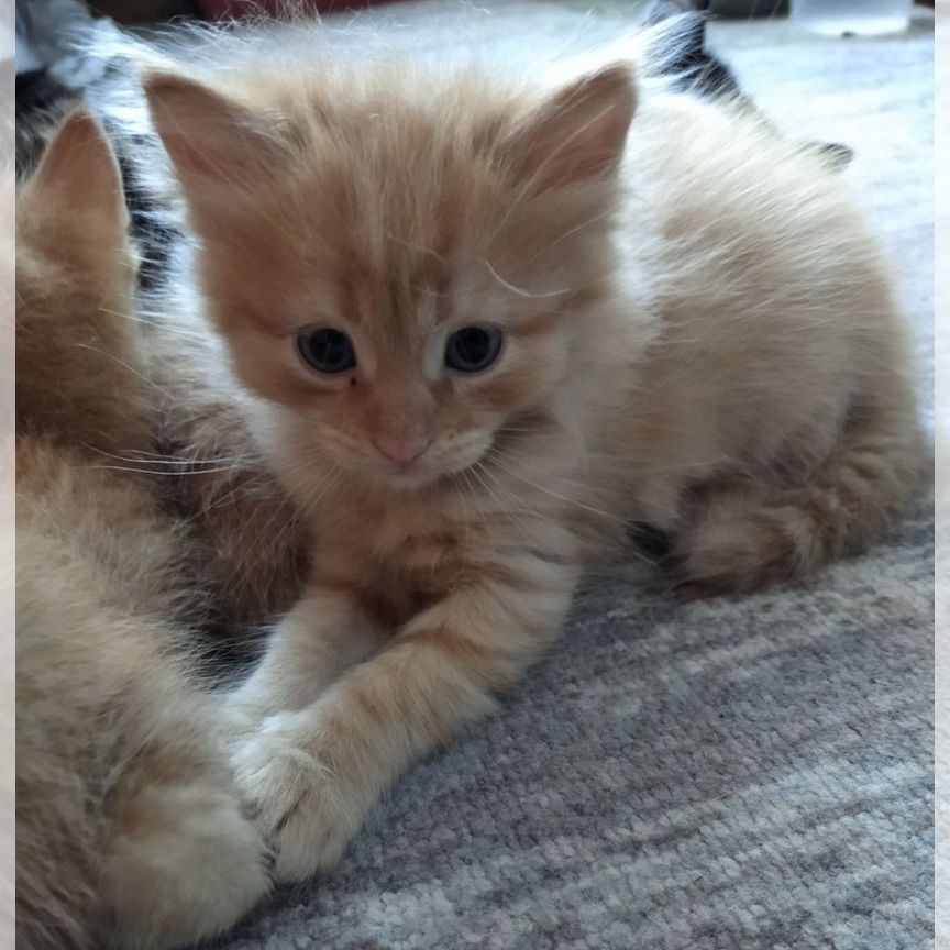 Котята