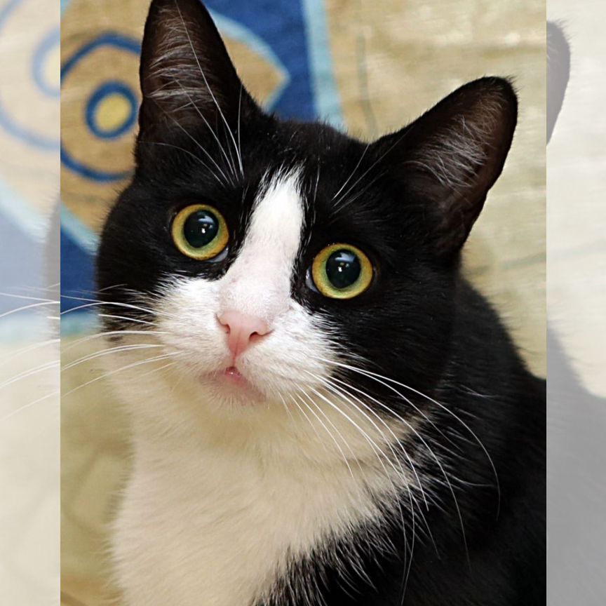 Взрослая кошка в добрые руки