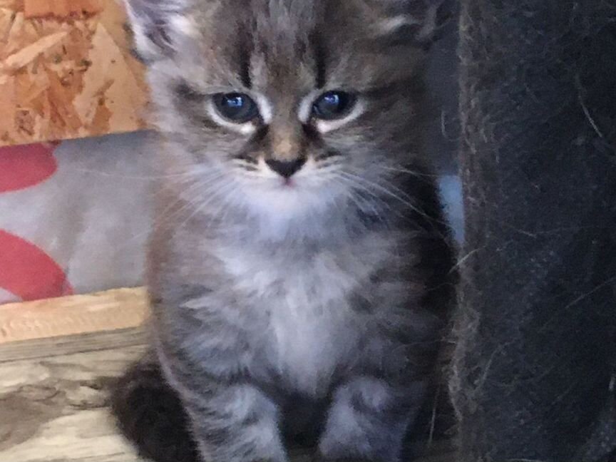 Шикарный котёнок