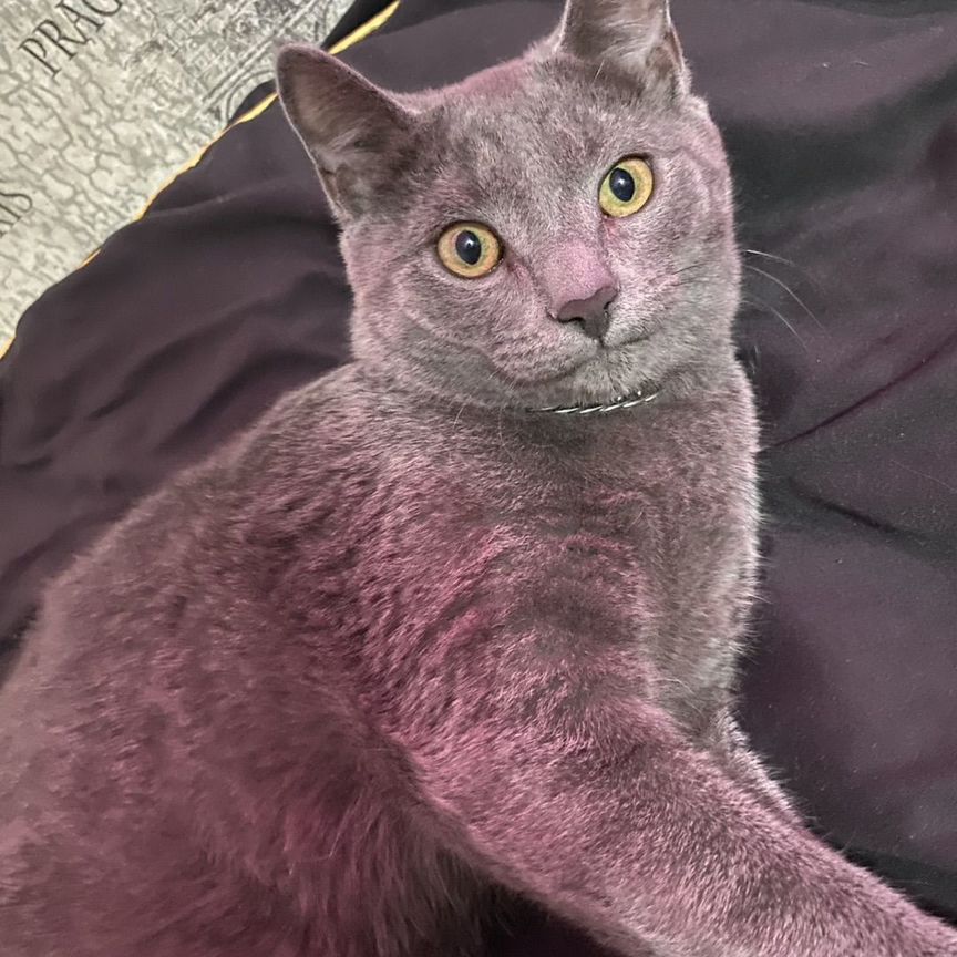 Котенок Шартрез