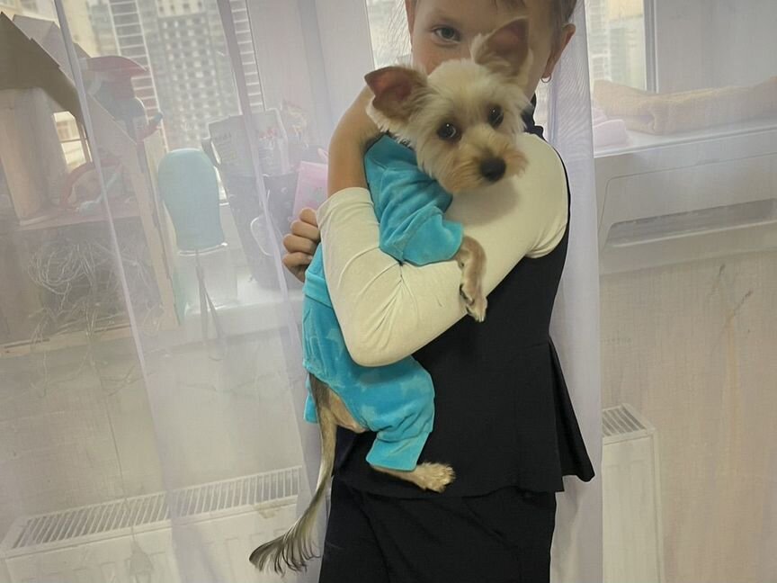 Продам собаку йорк