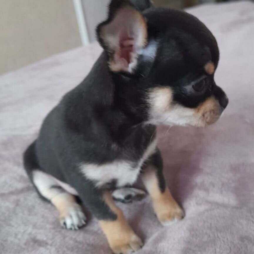 Чихуахуа, щенок