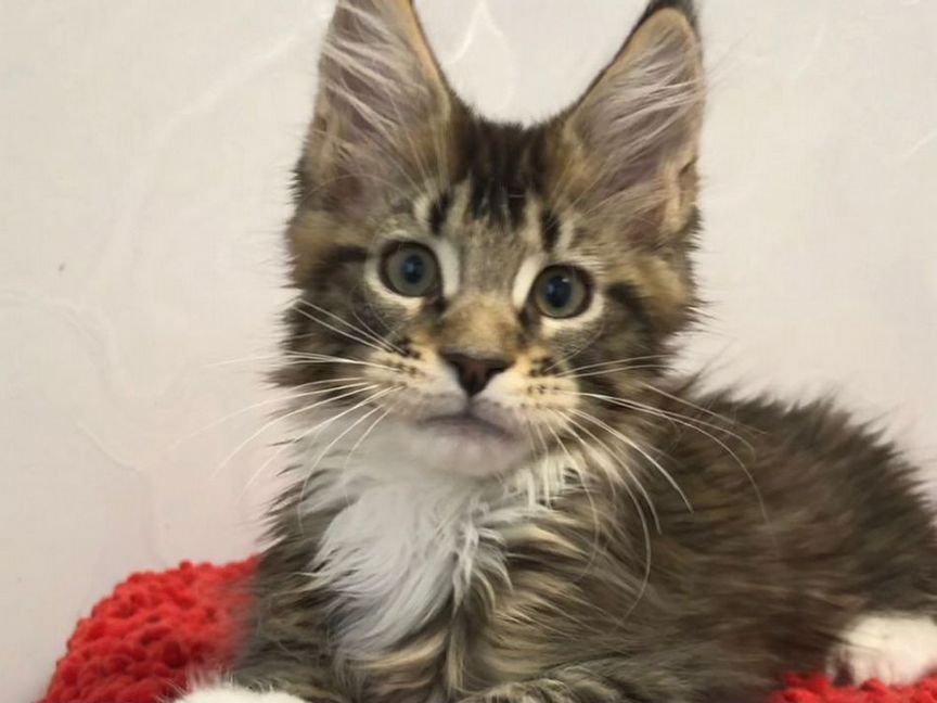 Котята мейн-кун