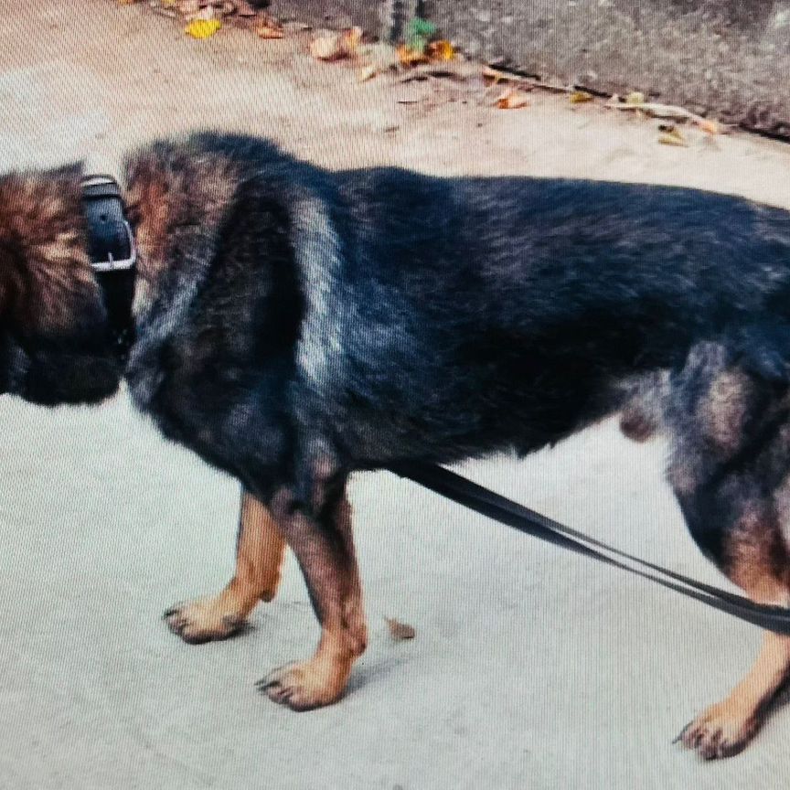 Немецкая овчарка в добрые руки