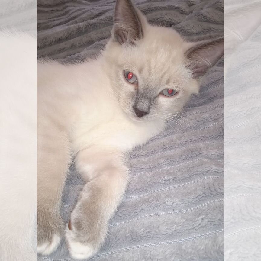 Балинезийский котёнок