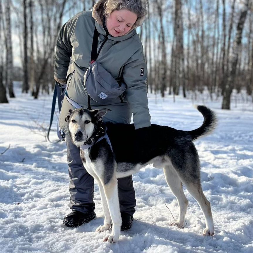 Взрослый пёс в добрые руки