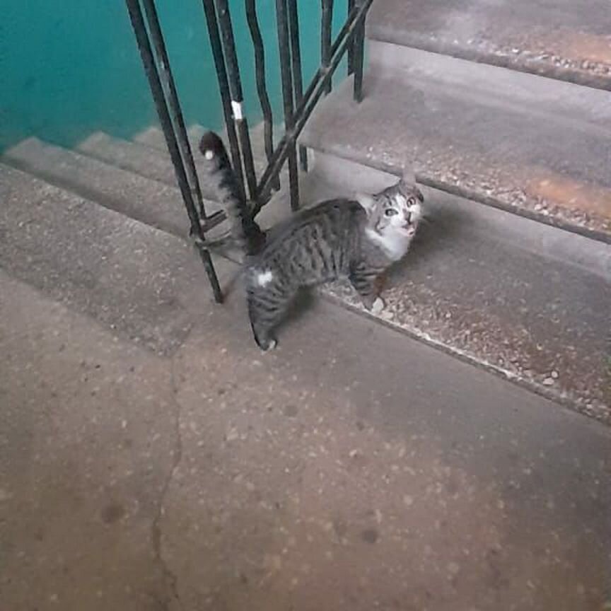 В Добрые руки котенок подросток