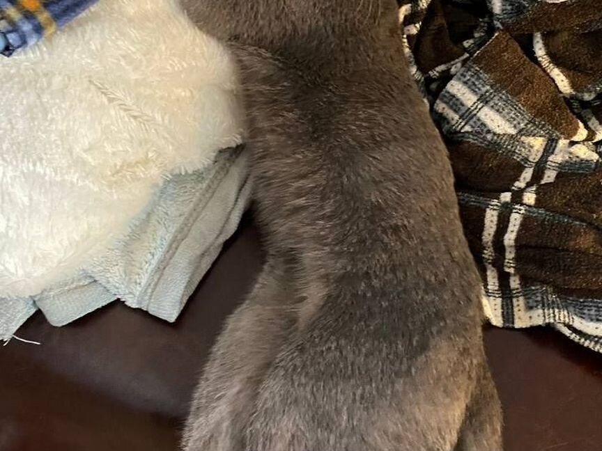 Котик в добрые руки