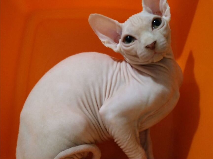 Канадский сфинкс котята