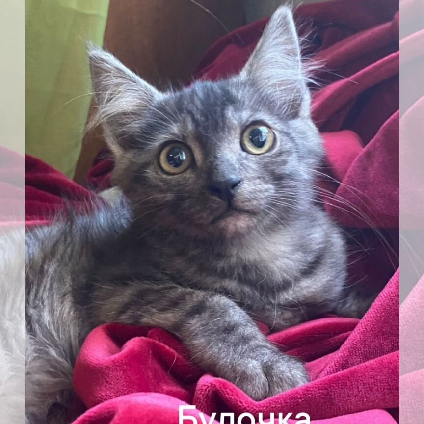 Булочка и Котлета ищут дом