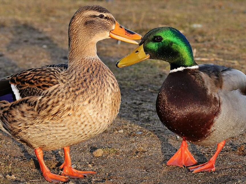 Продажа подсадных уток