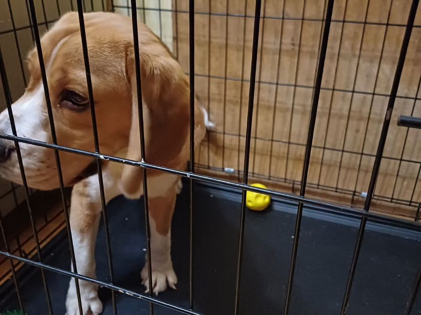 Собака породы бигль