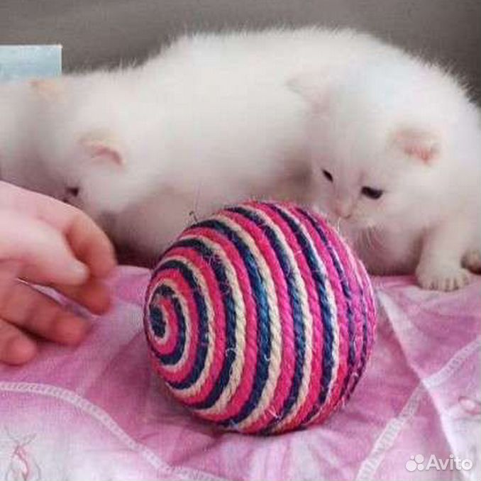 Котики мальчишки рэгдолл