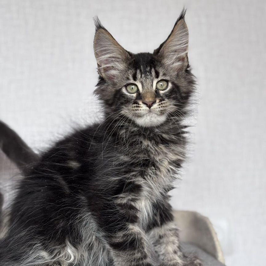 Котята мейн-кун