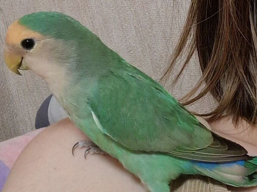 Попугай неразлучник