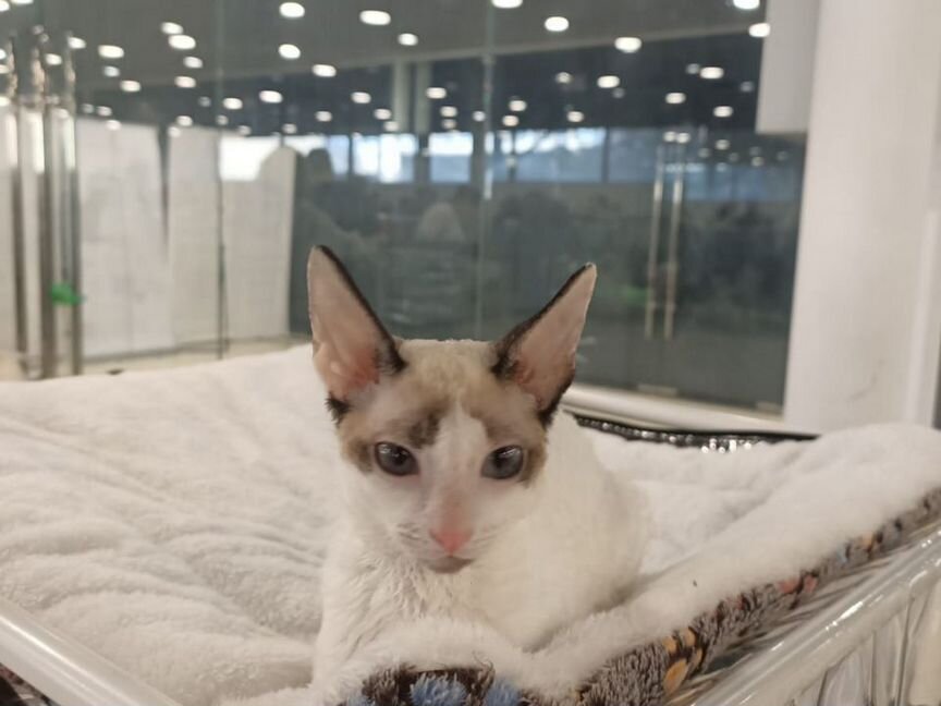 Корниш-рекс котёнок девочка