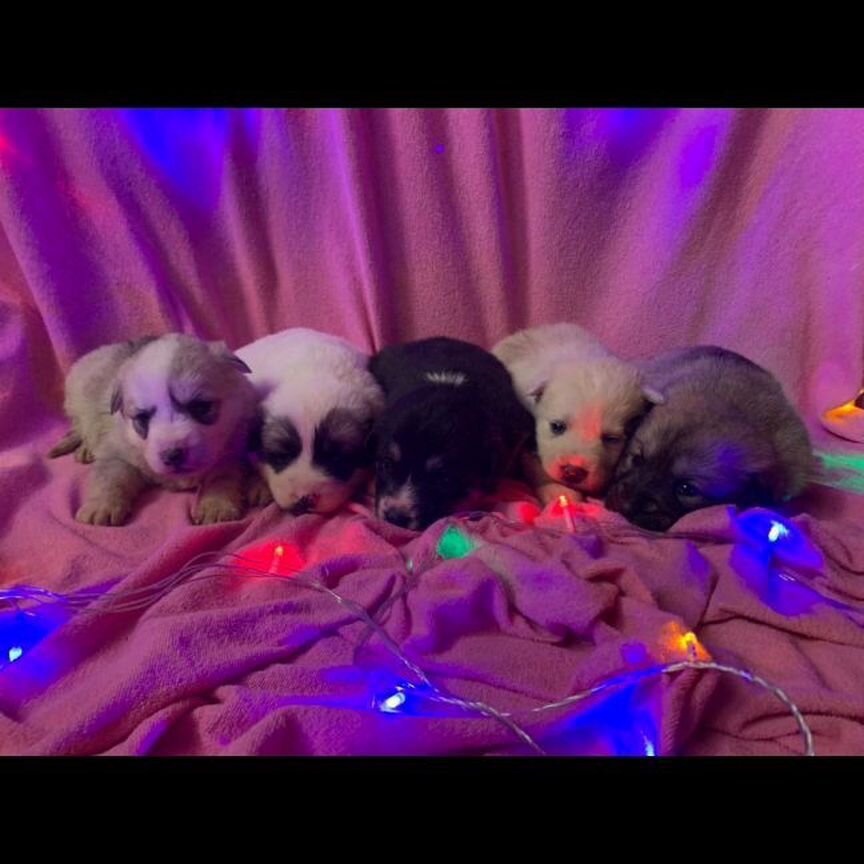 Щенки в добрые руки