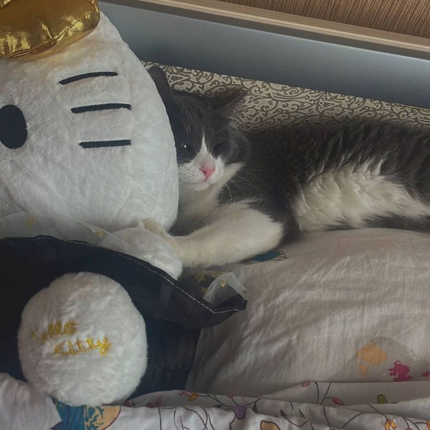 Котик в добрые руки
