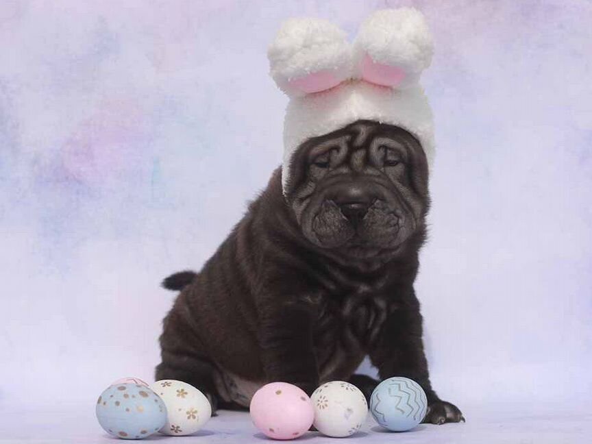 Шарпей красивый мальчик