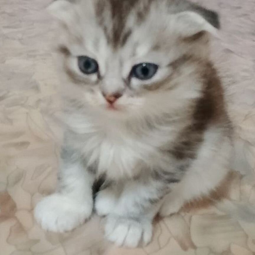 Шотландский вислоухий длинношёрстный котёнок