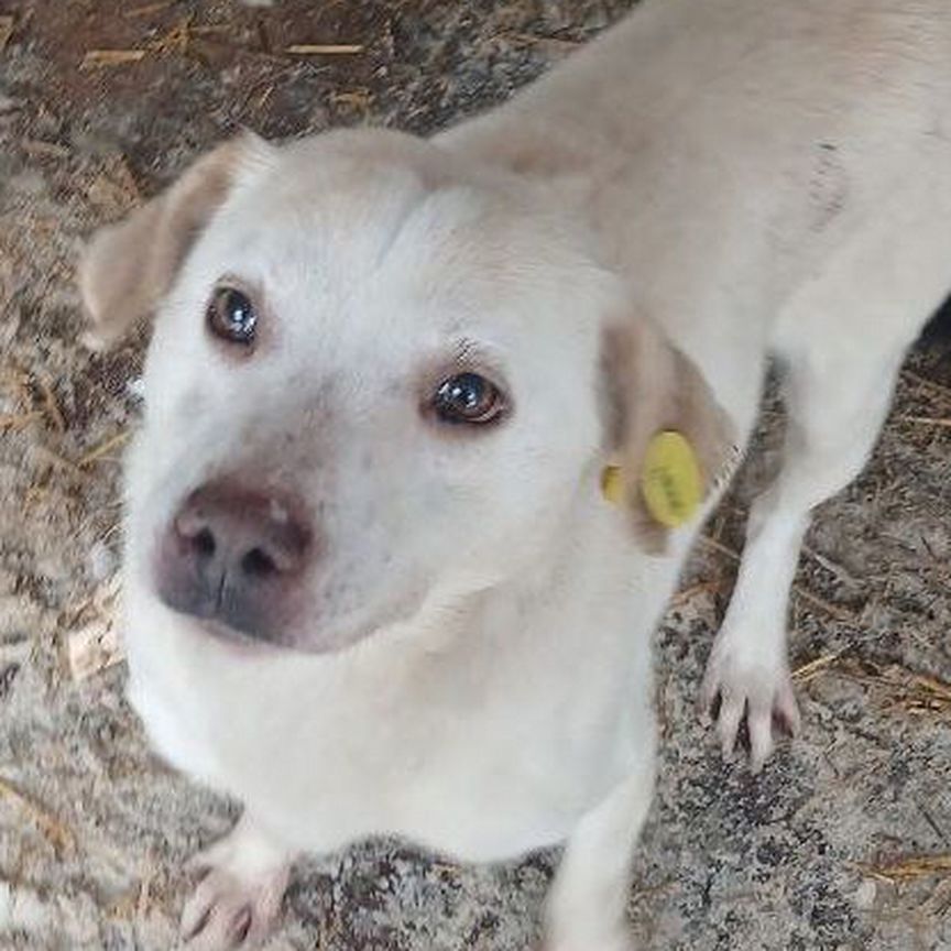 Лабрадор-ретривер, взрослый пёс