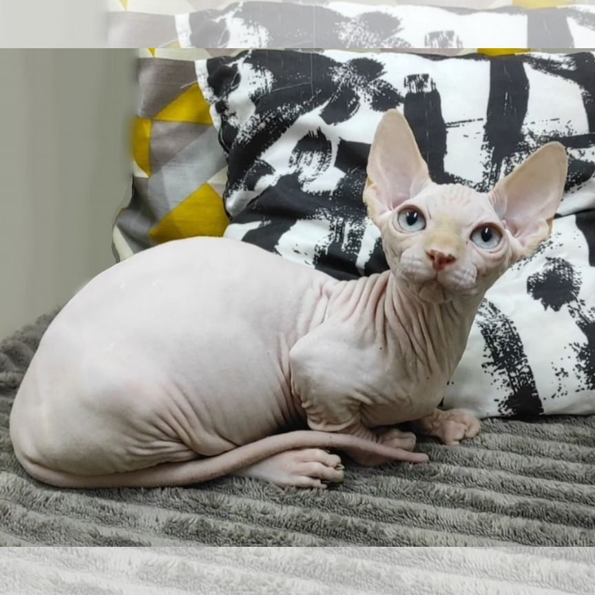 Канадский сфинкс котёнок