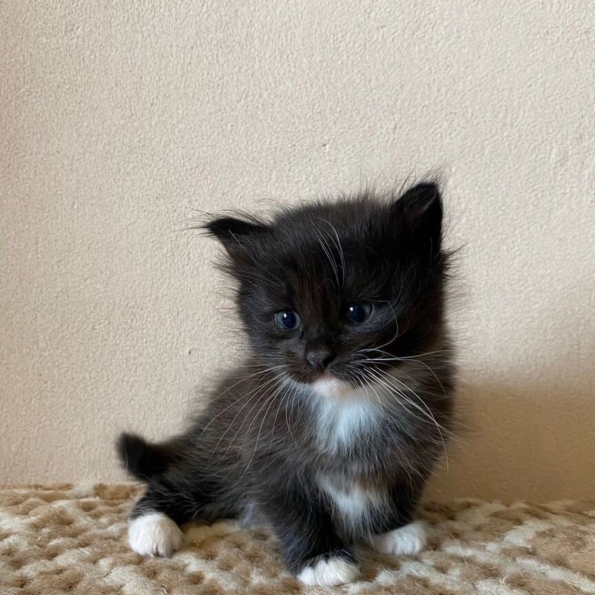 Котята