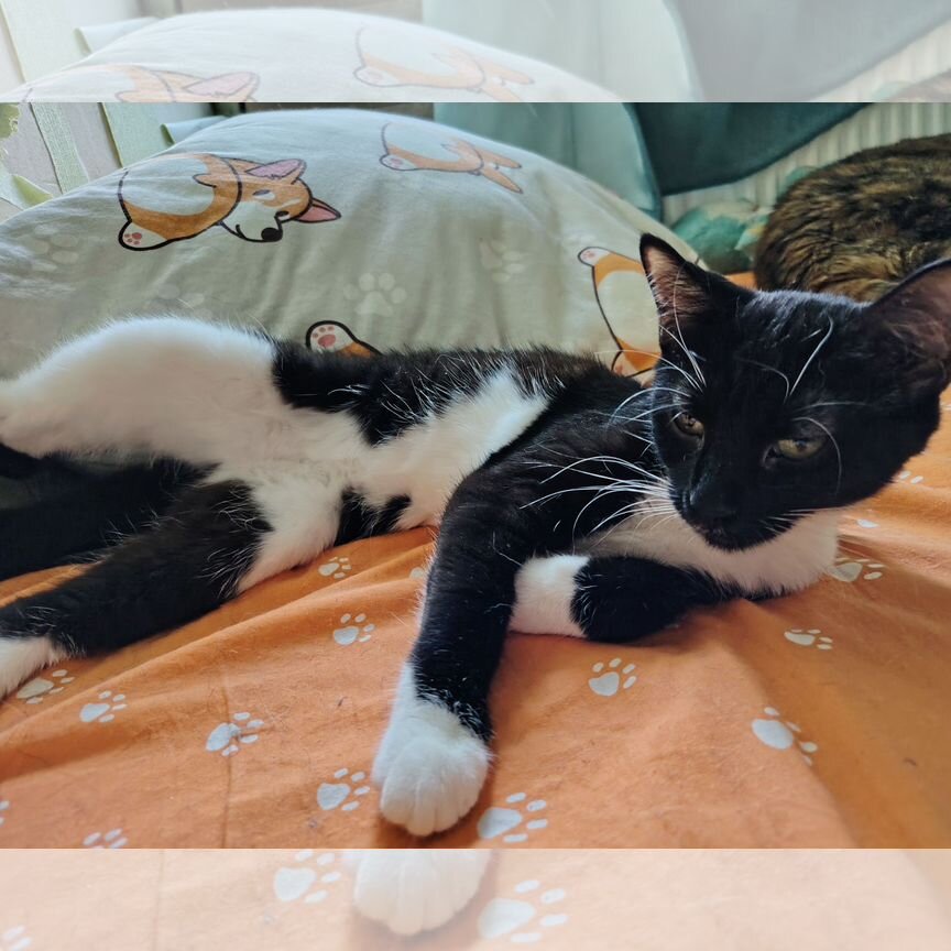 Котёнок в добрые руки