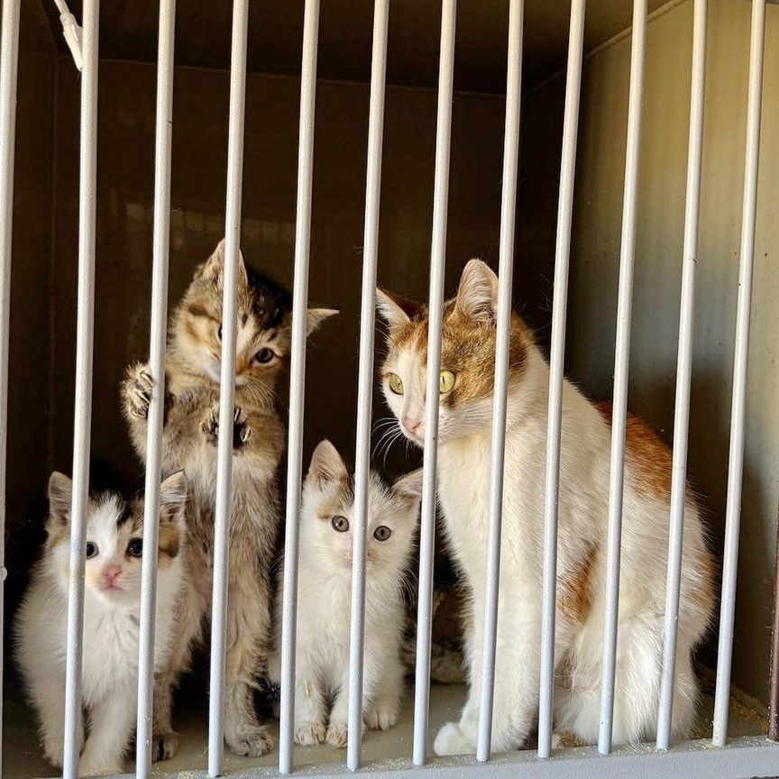 Котята за решеткой ищут дом. 2 мес