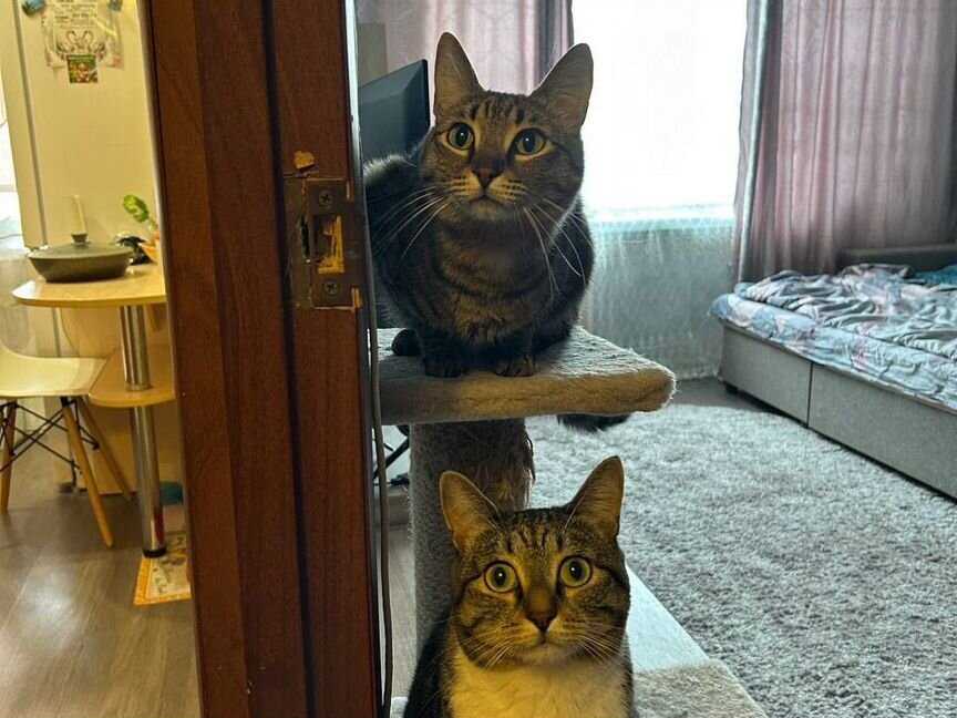 Кошки в добрые руки даром3