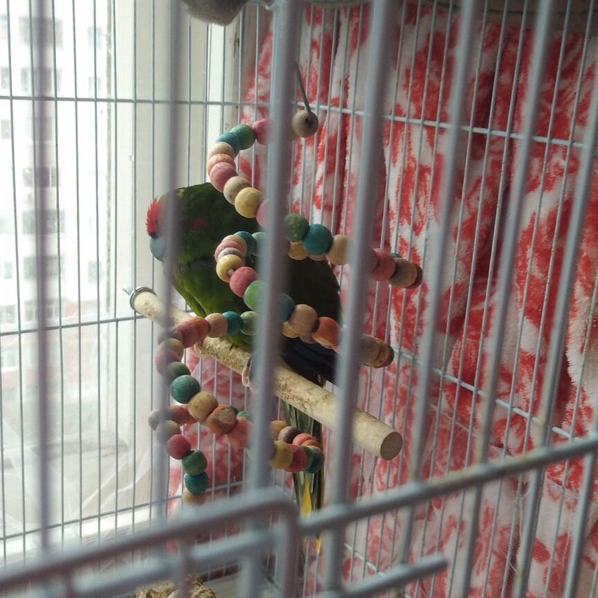 Птицы какарики