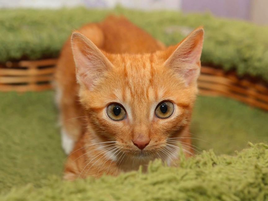 Рыжий котенок