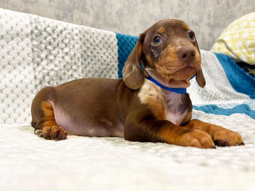 Такса зеленоглазый