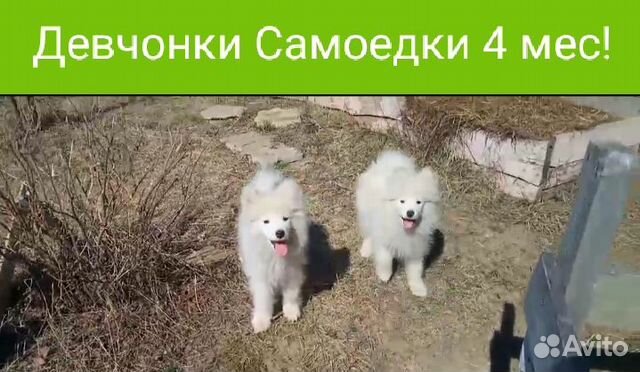 Девочки Самоедики 4 мес