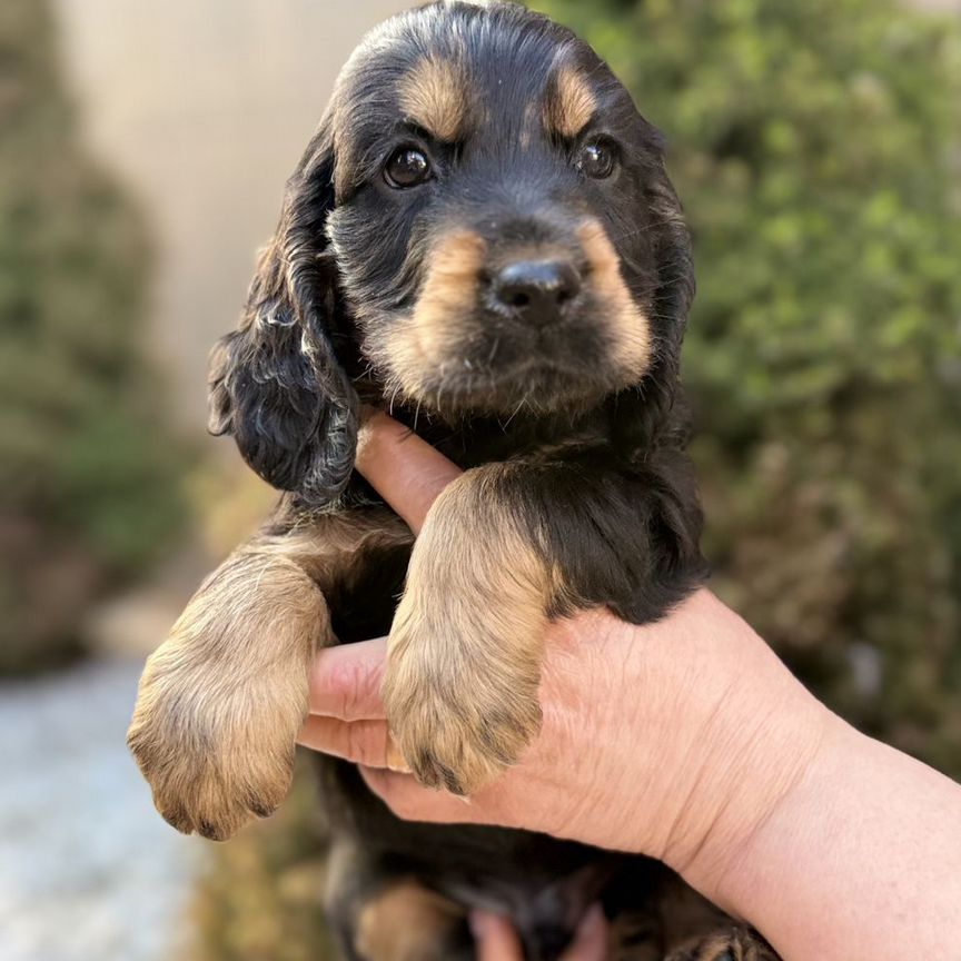 Кокер спаниель, щенок