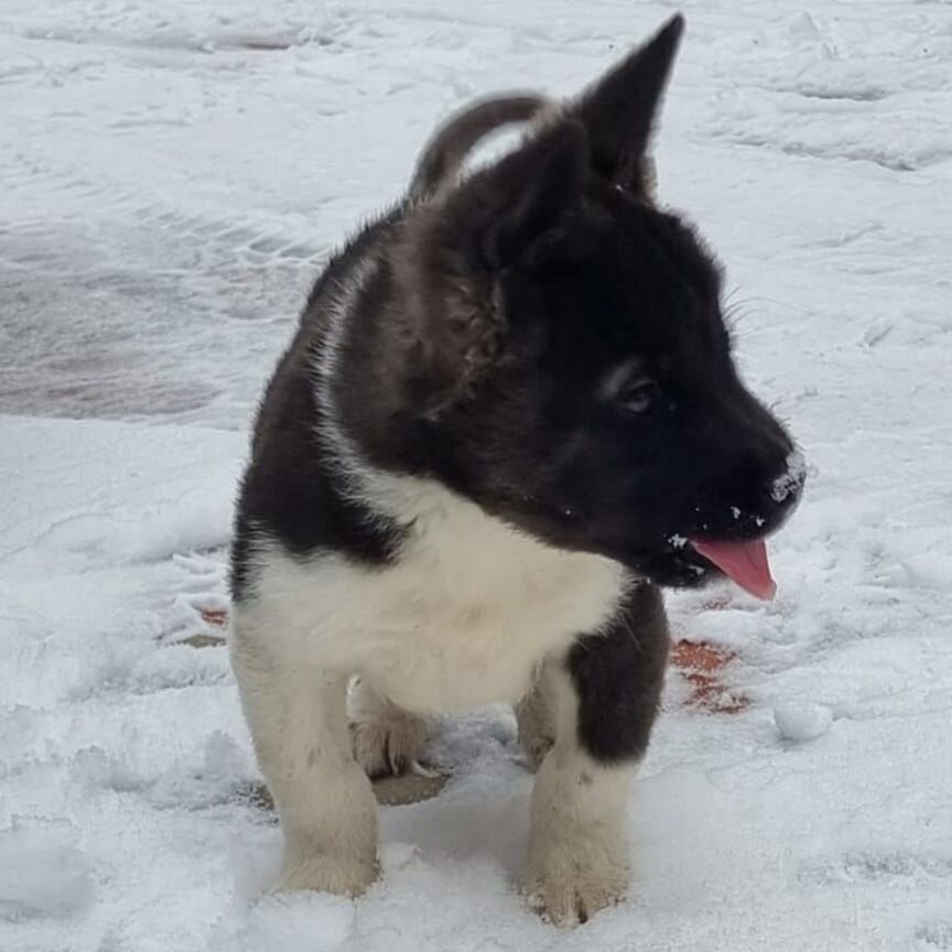 Щенки Ам.акиты