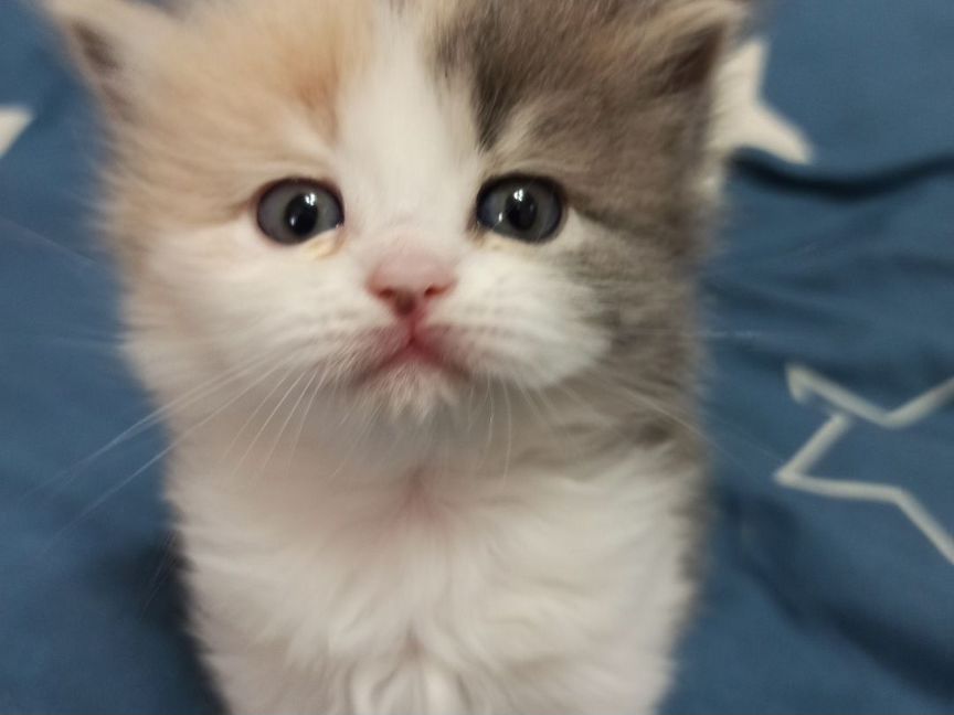 Милые пушистики, в добрые руки