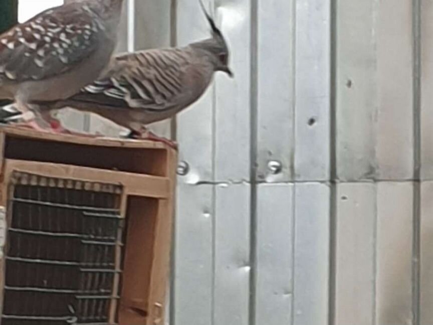 Австралийская хохлатая горлица