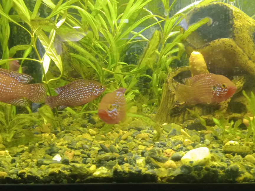 Хромис красавец обмен